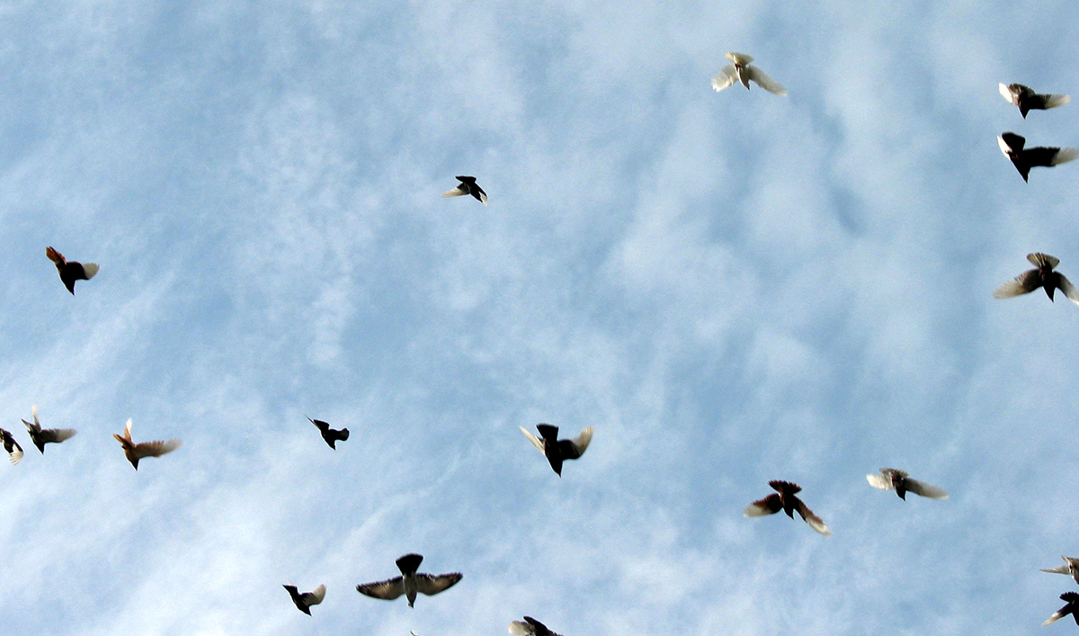 Homing — A \ L – sketchbook